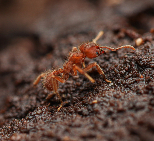 Genus Sericomyrmex · iNaturalist United Kingdom