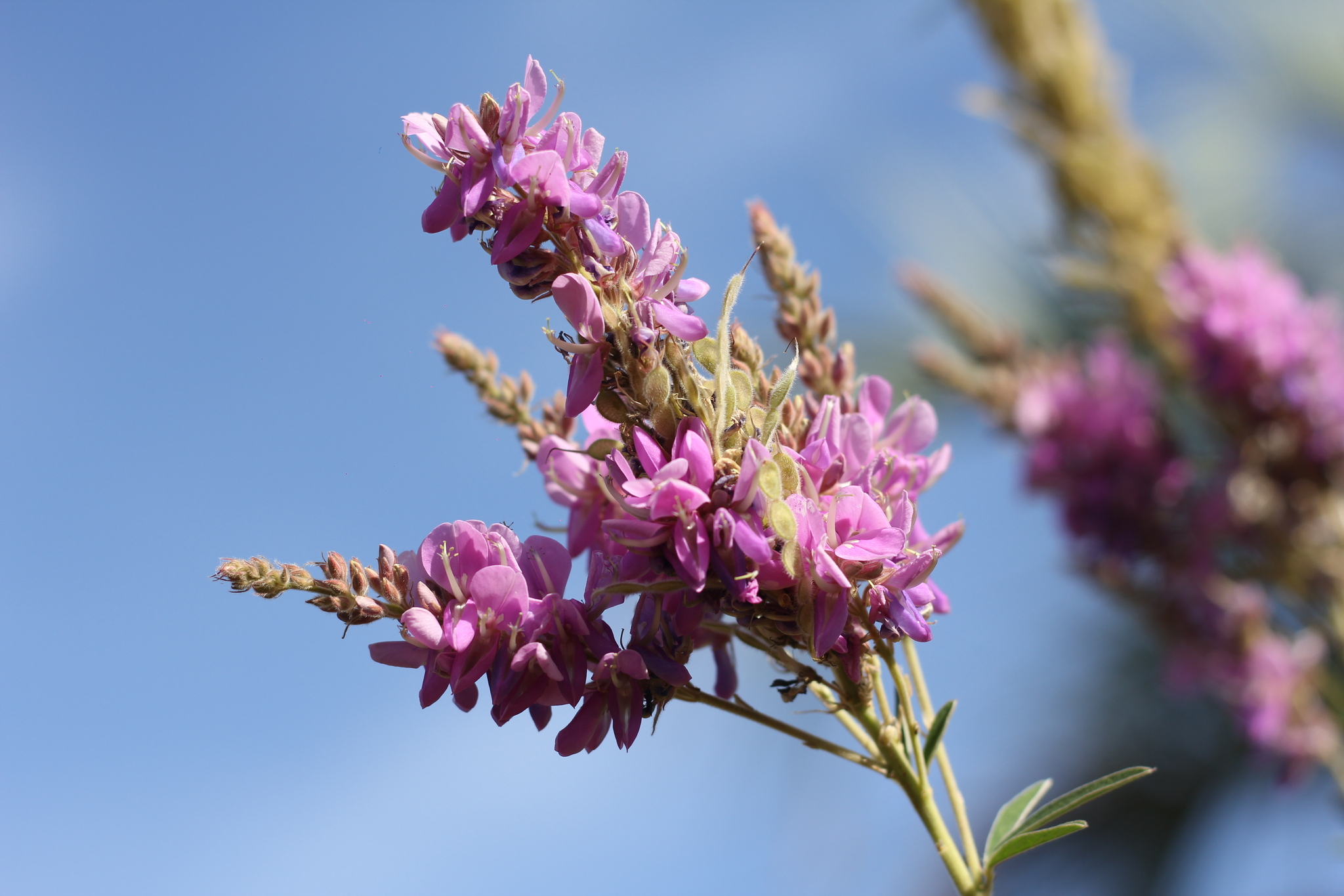 Desmodium cuneatum Hook. & Arn.