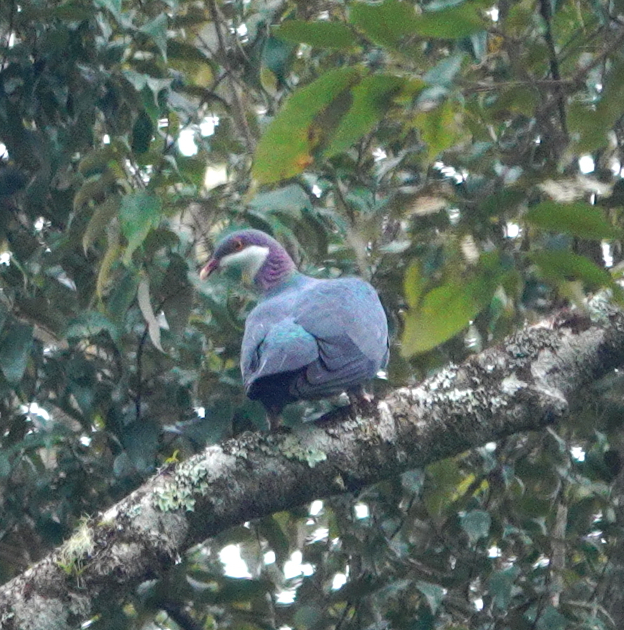Columba vitiensis halmaheira from Buru 1360meters, Buru Regency, Maluku ...