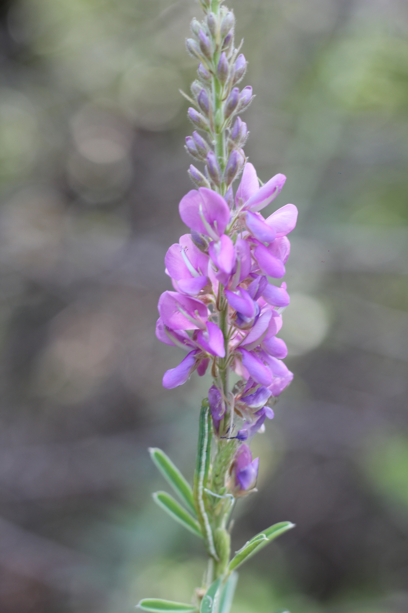 Desmodium cuneatum Hook. & Arn.