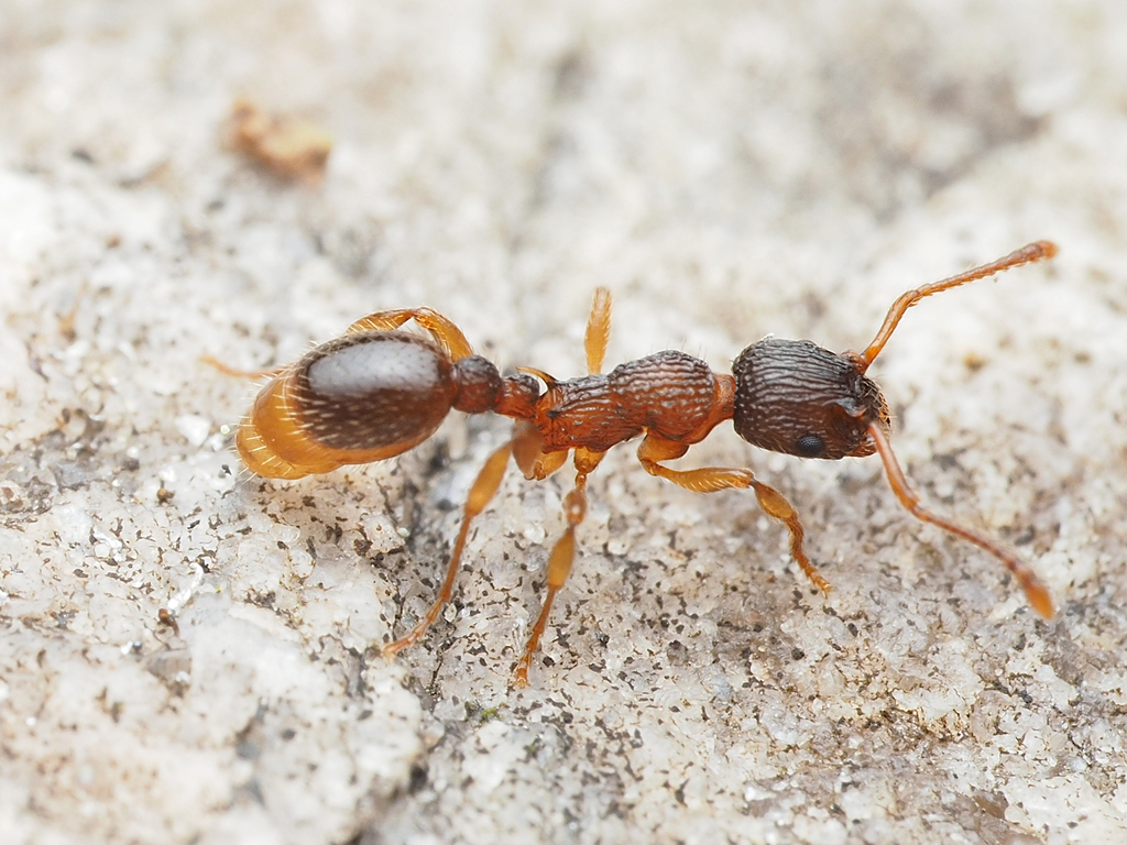 Punctured Ant (Ants of Virginia) · iNaturalist