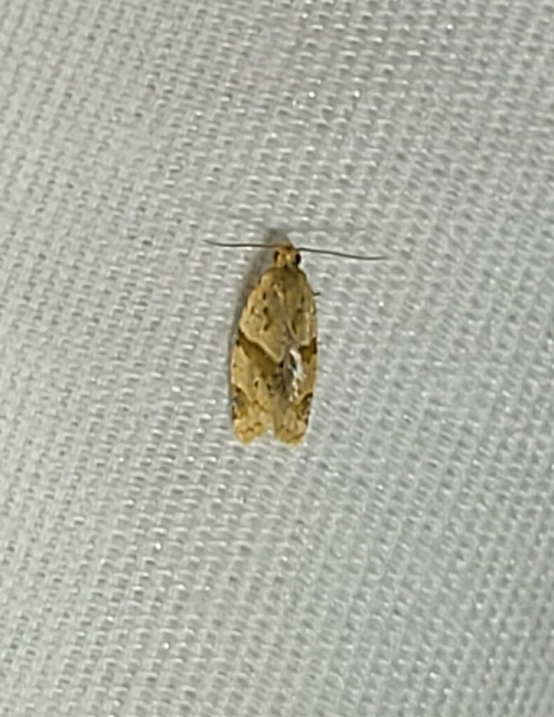 Clepsis from Chase, MD 21220, USA on June 03, 2022 at 11:07 PM by ...