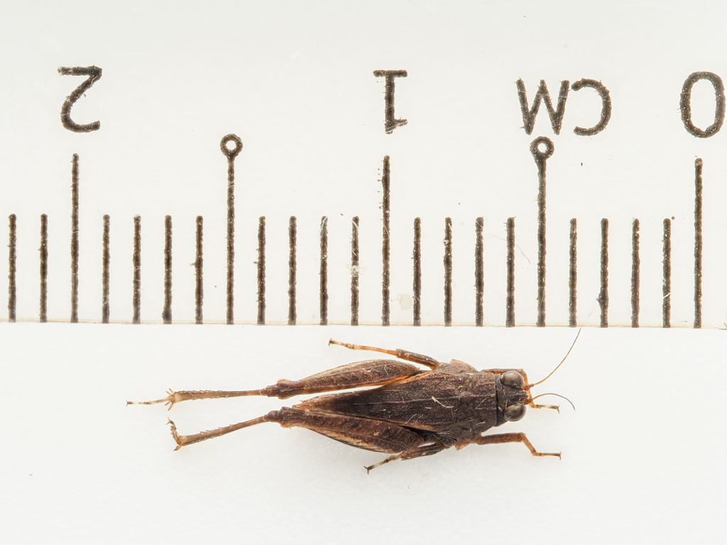 Coptotettix in December 2022 by Ivan Neo. 042 · iNaturalist