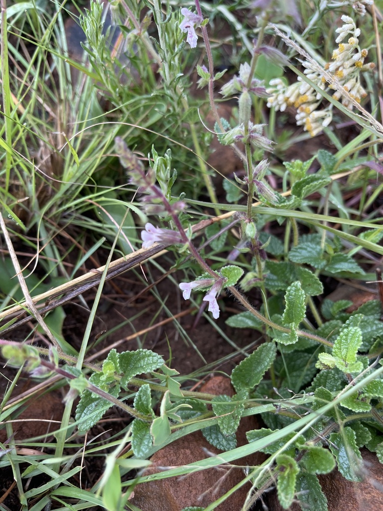 Stachys simplex from Mkhondo Rural, Piet Retief, MP, ZA on December 8 ...