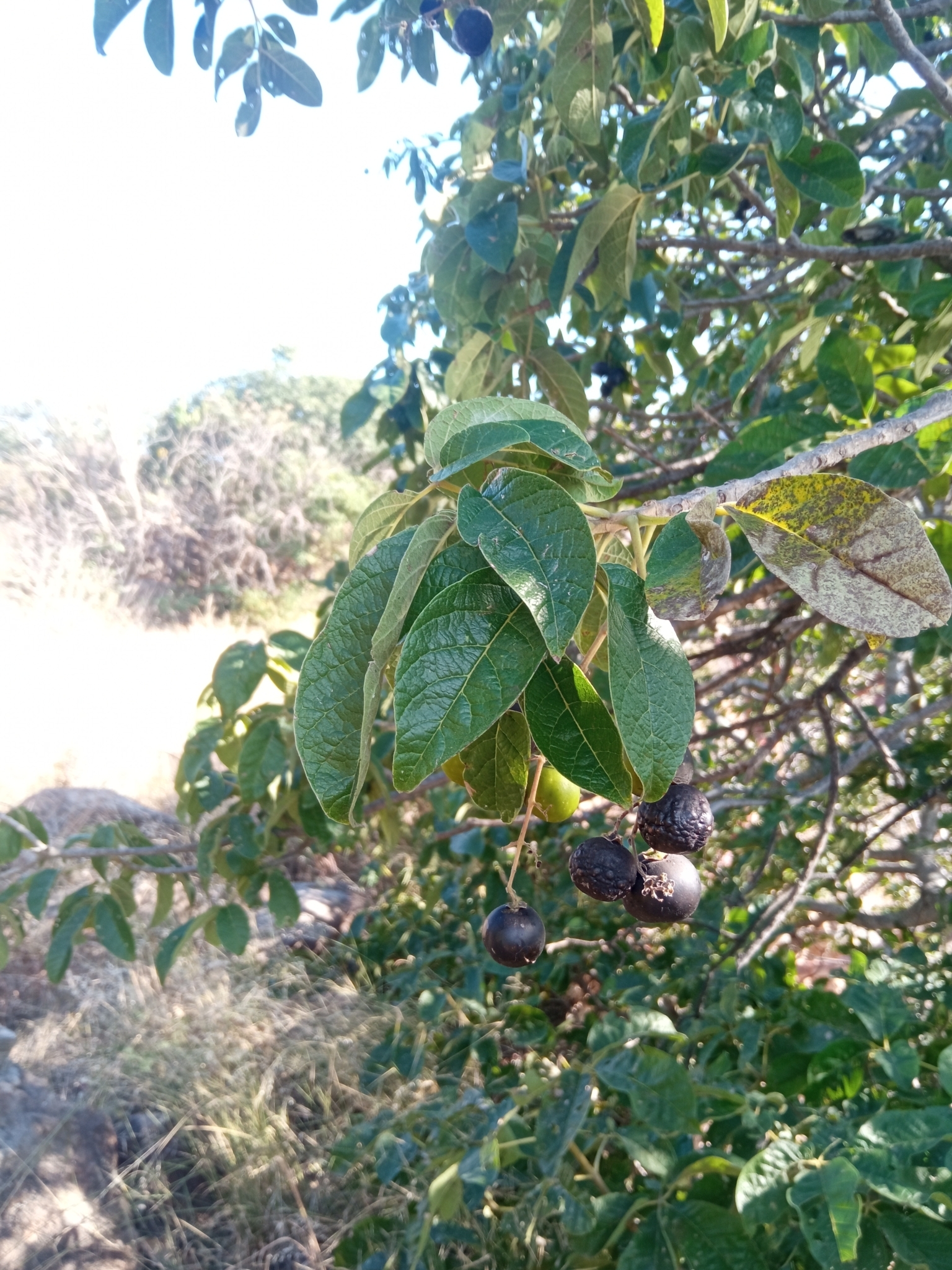 Vitex pyramidata B.L.Rob.