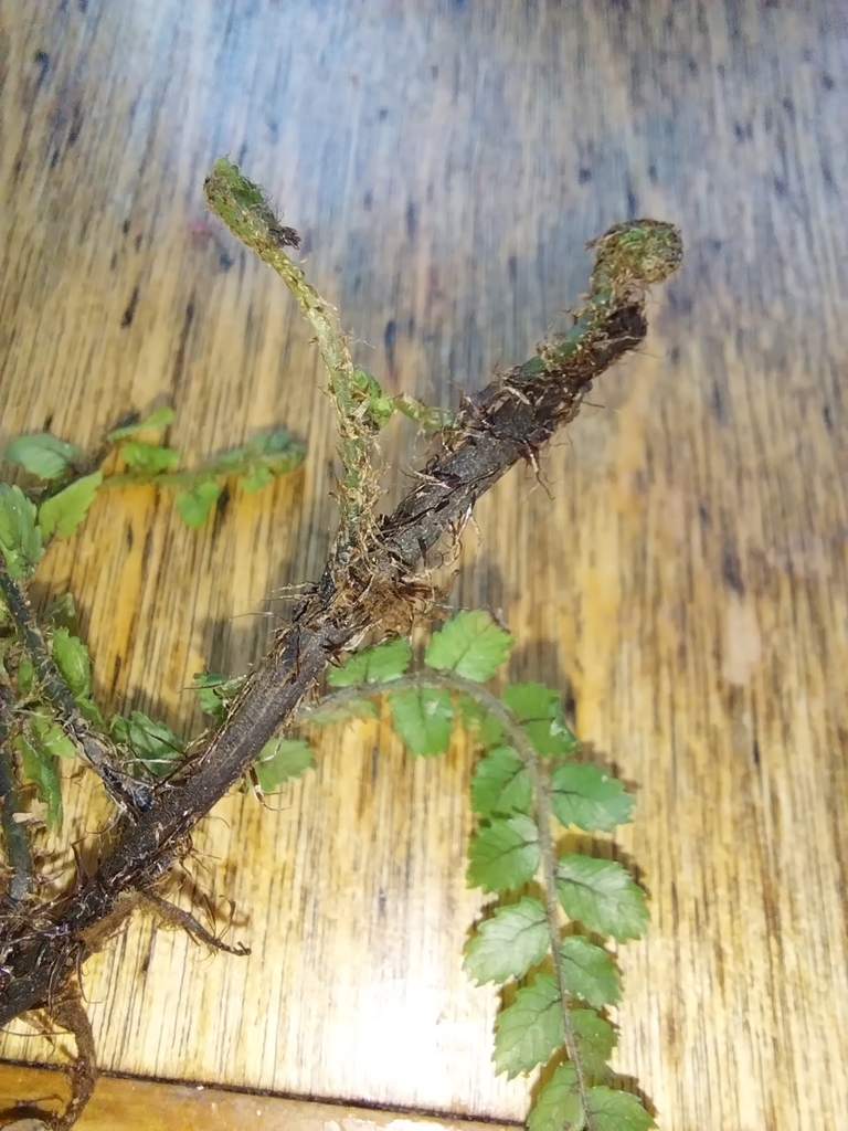 Thread Fern from Flagstaff, Hamilton, New Zealand on December 13, 2022 ...