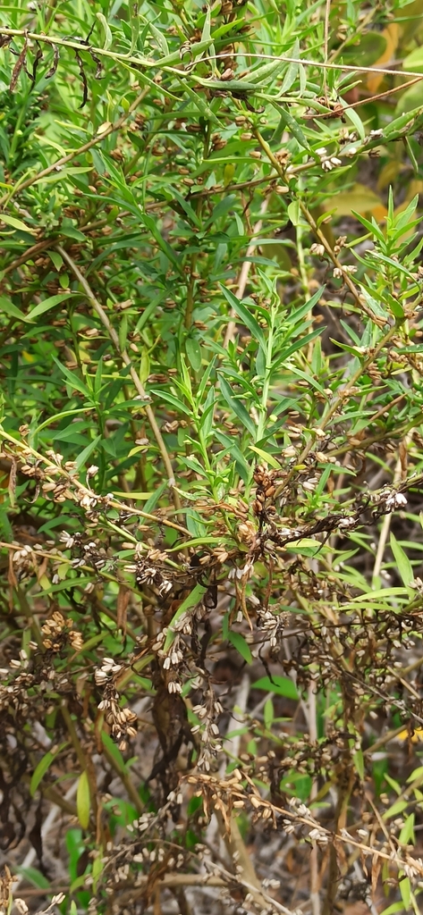 Capraria peruviana from Isabela, EC-GA, EC on December 12, 2022 at 10: ...