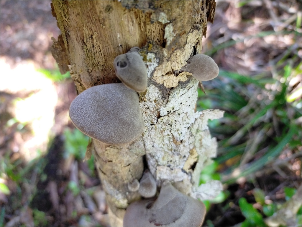 Ear fungus from Auckland 0816, New Zealand on December 12, 2022 at 04: ...
