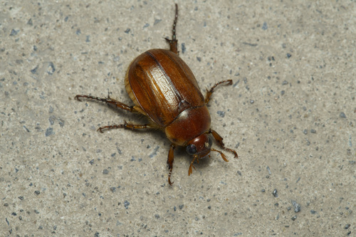 Anomala exoleta · iNaturalist