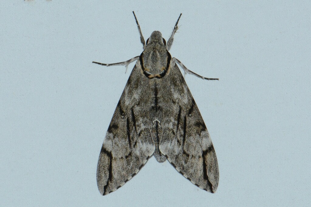 Plain grey hawkmoth (insects of mumbai) · iNaturalist