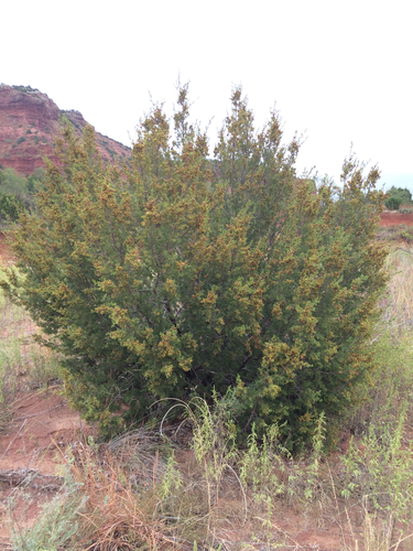 redberry juniper (The Flora and Fauna of Palo Duro Canyon) · iNaturalist