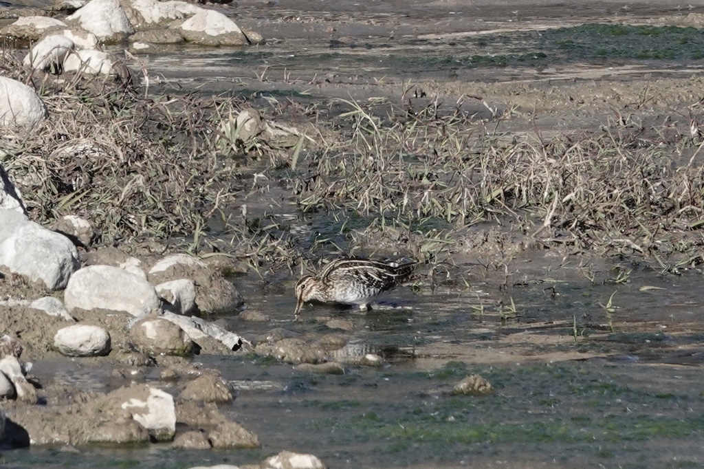 Wilson's Snipe from Coconino National Forest, Cornville, AZ, US on ...