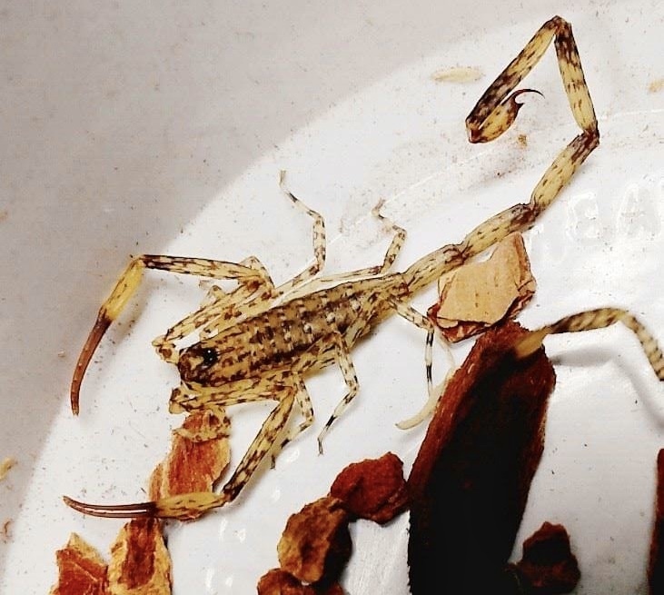 Lesser Brown Scorpion from Kaohsiung, TW-KH, TW on September 16, 2015 ...