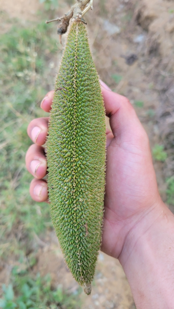 Monkey's comb from 49679 Jal., México on December 12, 2022 at 05:41 PM ...