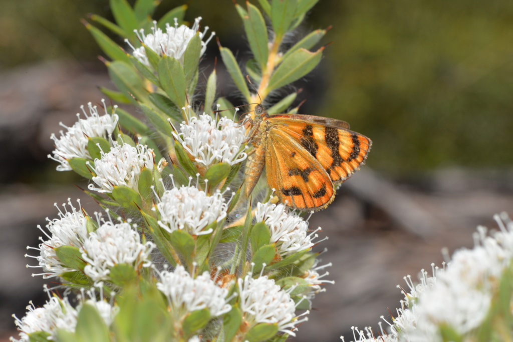 Synemon directa from Mount Cooke WA 6390, Australia on January 10, 2019 ...