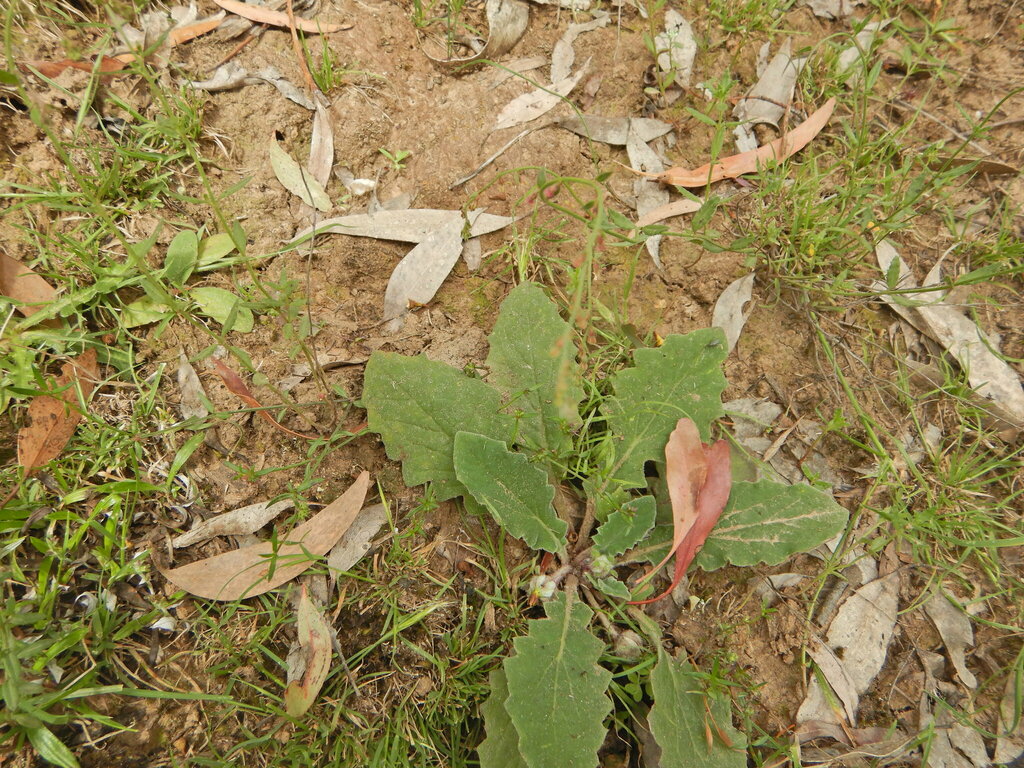 Austral bear’s-ears from Creswick VIC 3363, Australia, Transect along ...