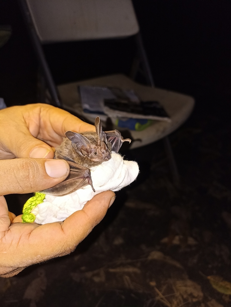 Davis's round-eared bat from Huimanguillo, MX-TB, MX on December 12 ...