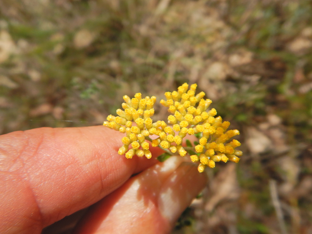 Grey Everlasting from Creswick VIC 3363, Australia, Transect along ...