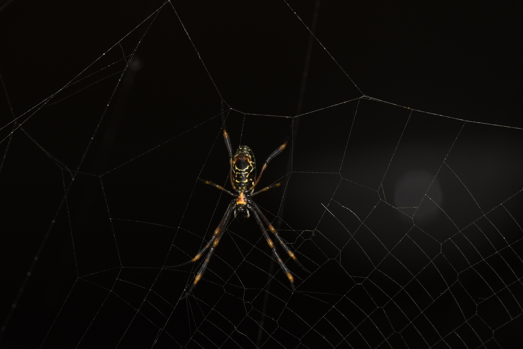 Tiger Spider in December 2022 by wedgie_the_eagle · iNaturalist