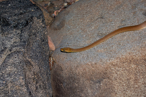 Baja California Ratsnake (Bogertophis rosaliae) - Snakes and Lizards