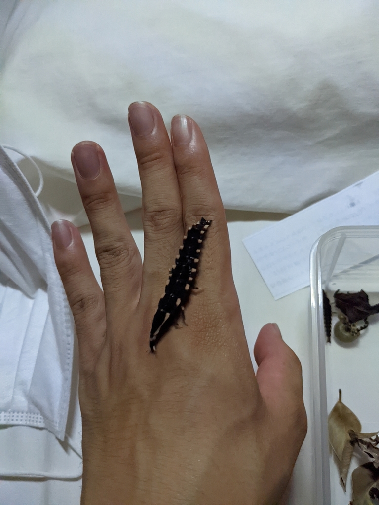 Pyrocoelia atripennis from ホロホローの森（具志頭遊歩道） on September 23, 2022 at 11: ...