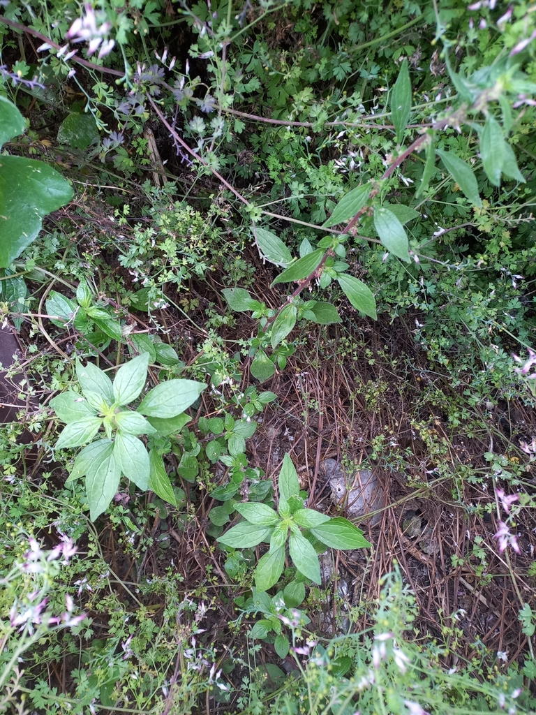Parietaria debilis (Madeira Plants Rosales, Saxifragales, Sapindales ...