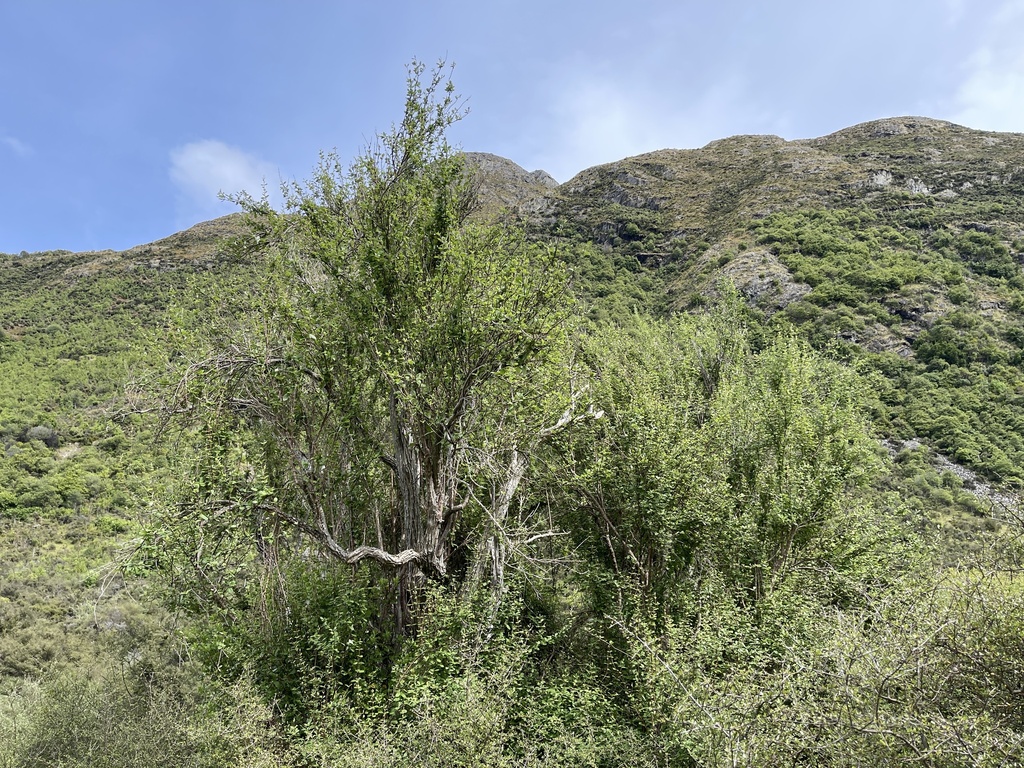 Deciduous tree daisy in December 2022 by benteele. Remnant stand of two ...
