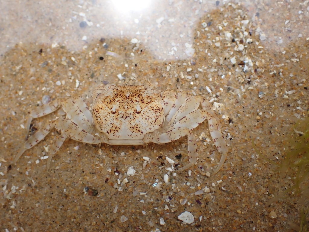 True Crabs from Kilcunda VIC 3995, Australia on December 12, 2022 at 12 ...