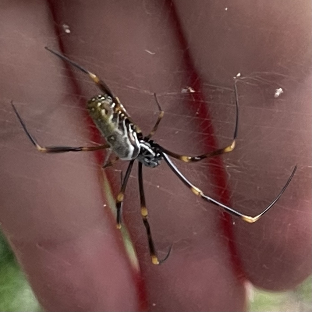 Tiger Spider in December 2022 by keet · iNaturalist