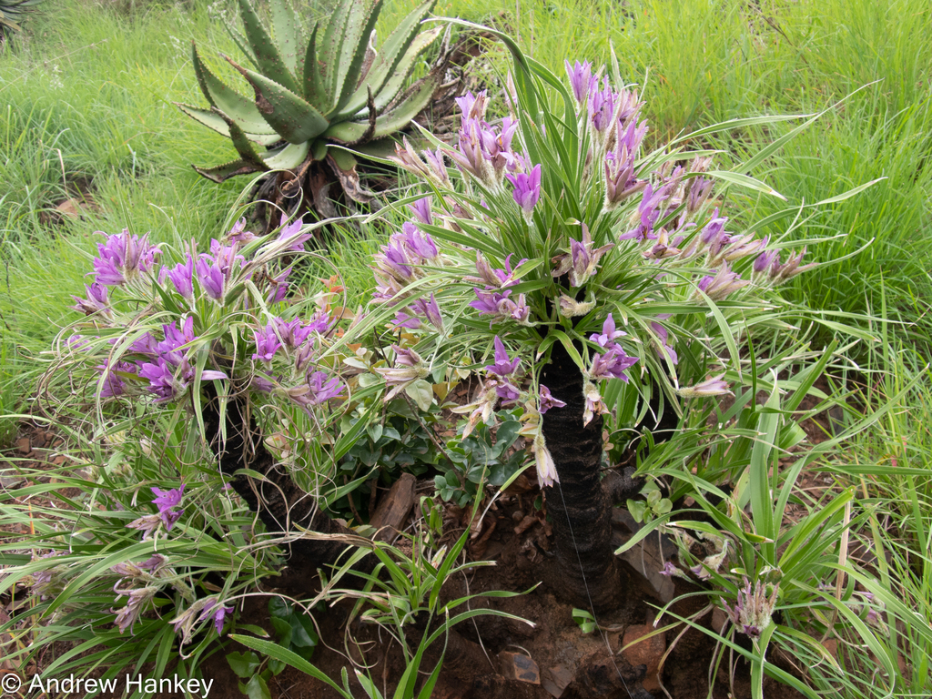 Xerophyta vallispongolana from Zululand, KwaZulu-Natal, South Africa on ...