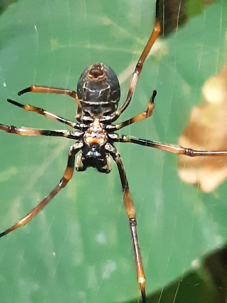 Tiger Spider from Lord Howe Island on November 28, 2022 at 10:09 AM by ...