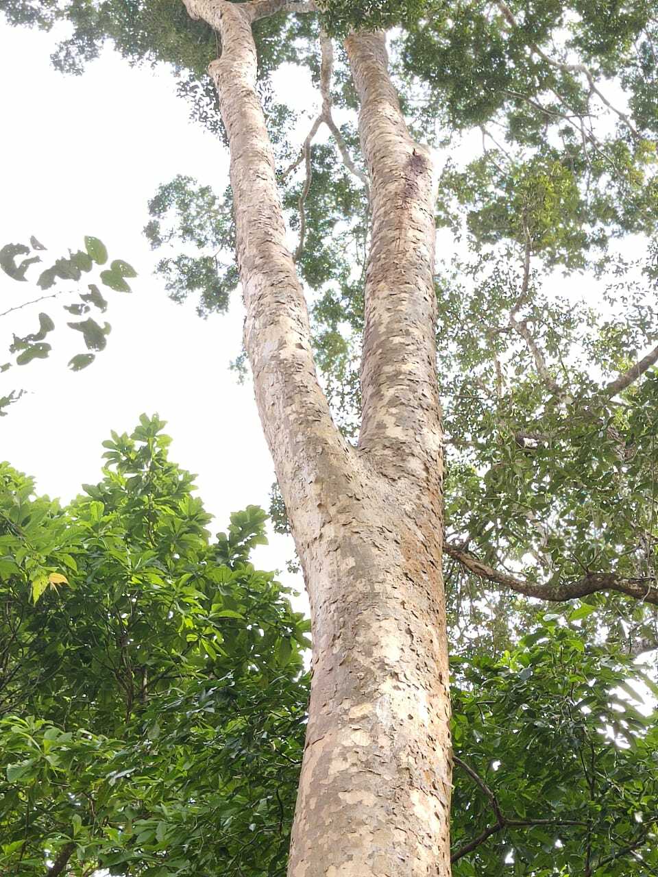 Astronium graveolens Jacq.