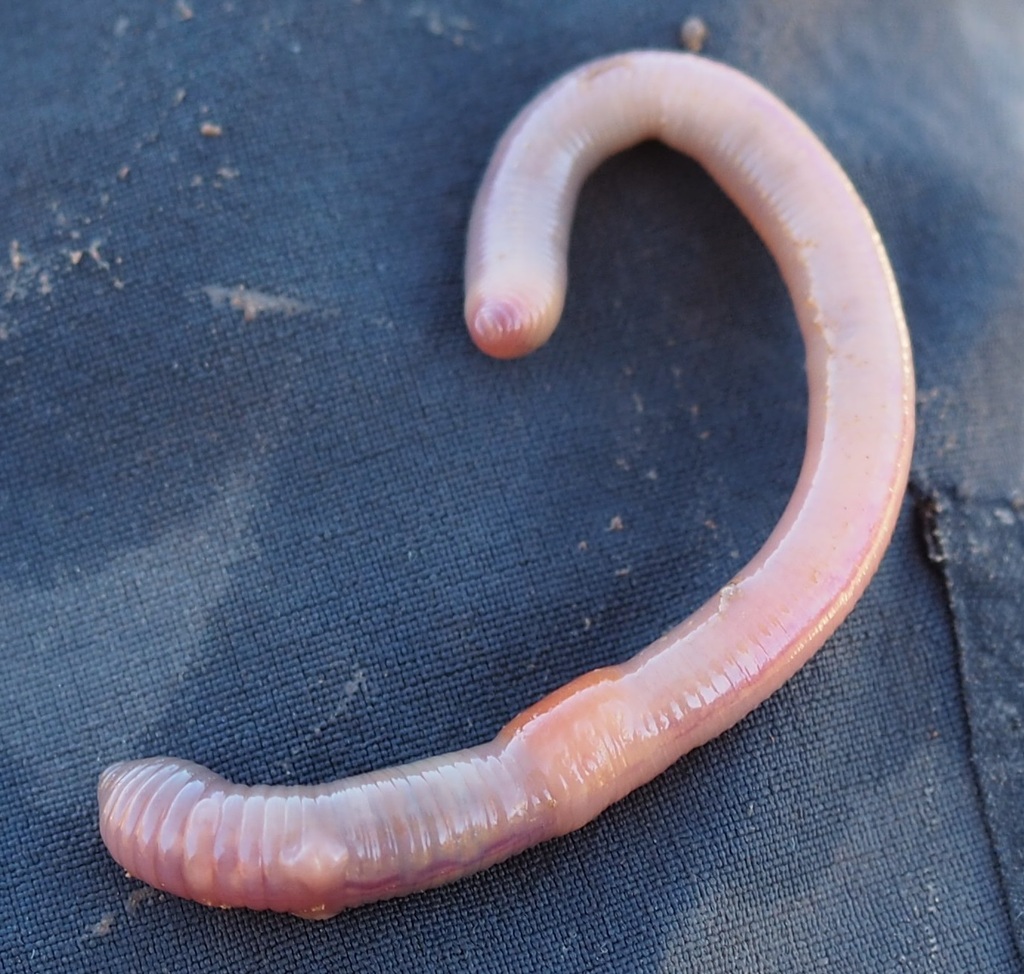 Green Worm from 13100 Le Tholonet, France on November 30, 2021 by Mike ...