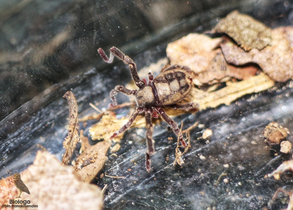 Cryptocellus from Itaituba - PA, Brasil on December 11, 2022 at 10:07 ...
