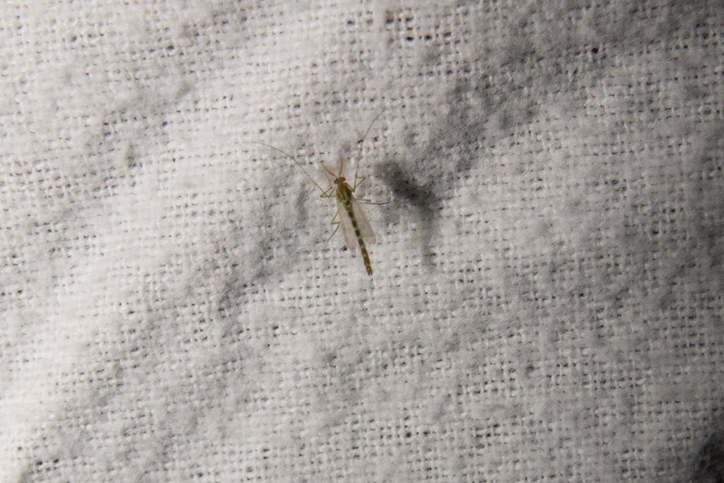 Non-biting Midges from Melbourne VIC, Australia on December 10, 2022 at ...