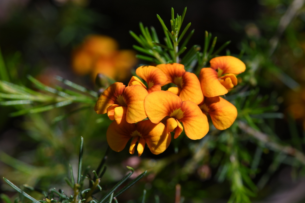 Smooth Parrot-pea from Scarsdale VIC 3351, Australia on December 4 ...