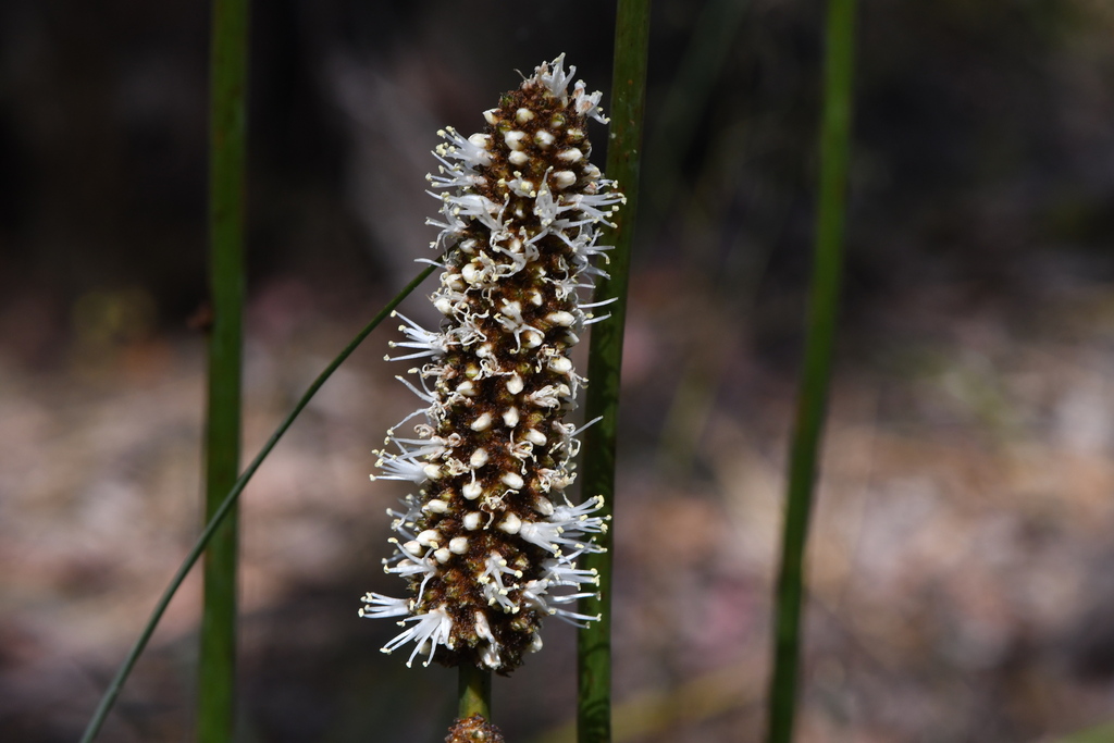 Small Grass-tree from Scarsdale VIC 3351, Australia on December 04 ...