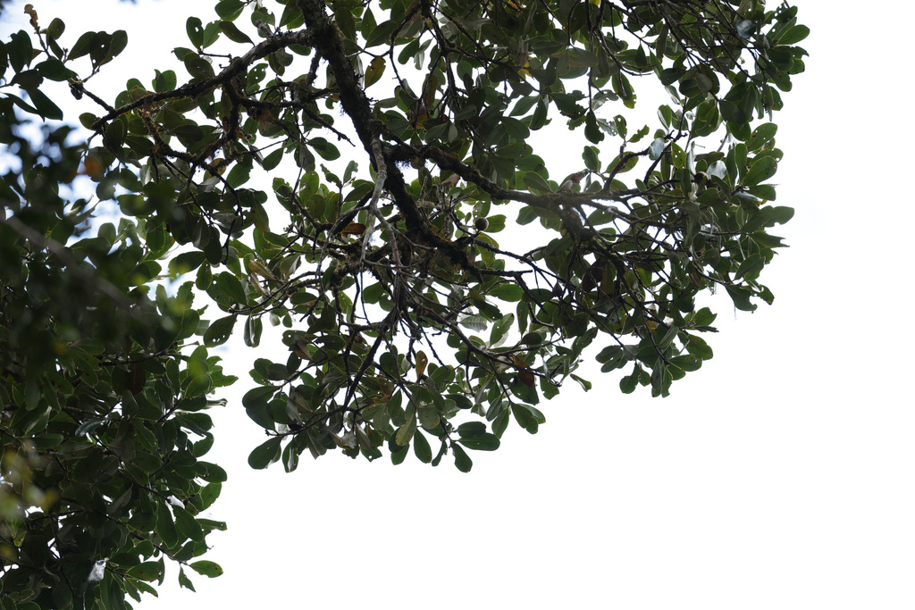 attorney tree family from Moramanga District, Madagascar on November 24 ...