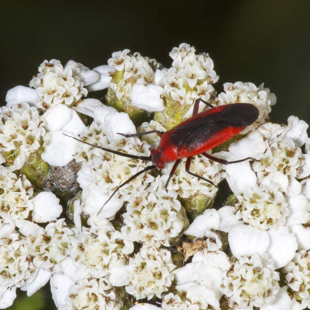 Lopidea instabilis from Rockland County, NY, USA on July 8, 2016 at 08: ...