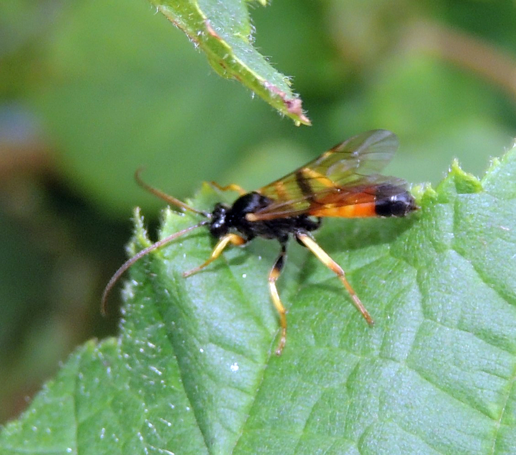 Cosmoconus from Noord Tilburg, Tilburg, Nederland on September 16, 2016 ...