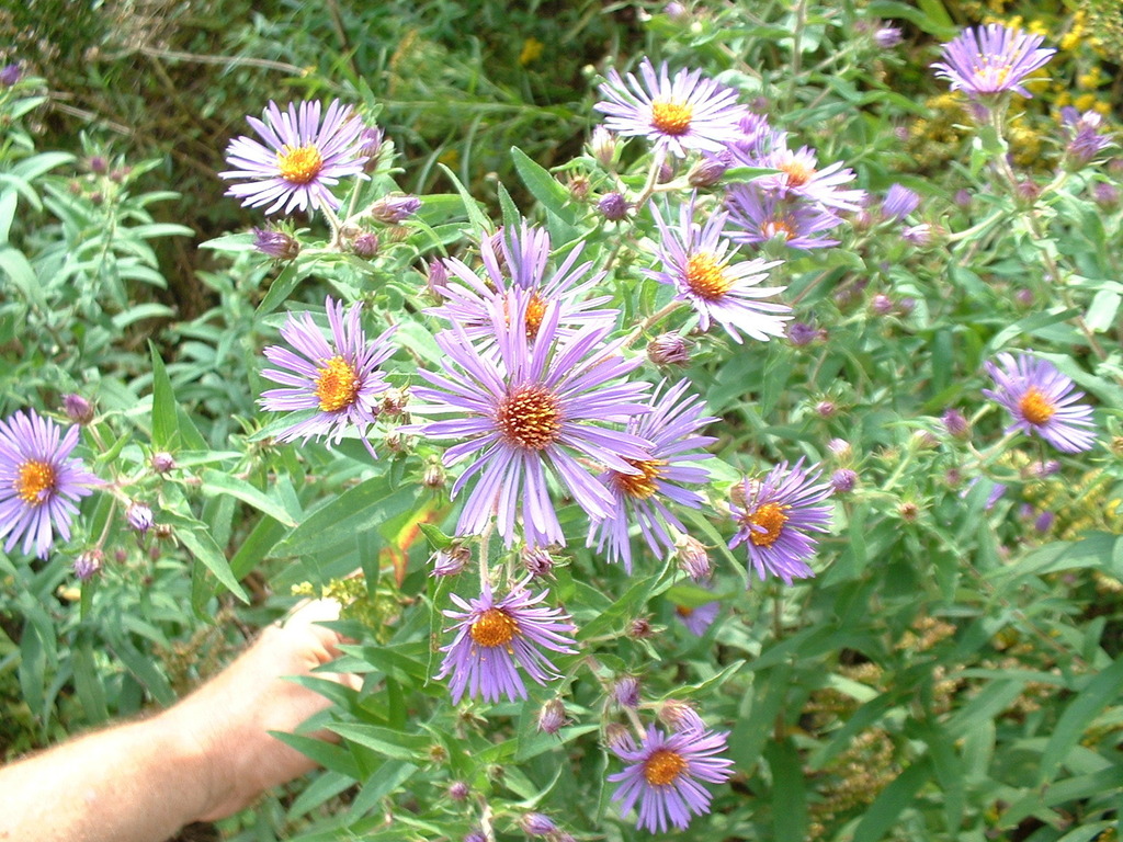 New England aster from Bear Creek Township, PA, USA on September 12 ...