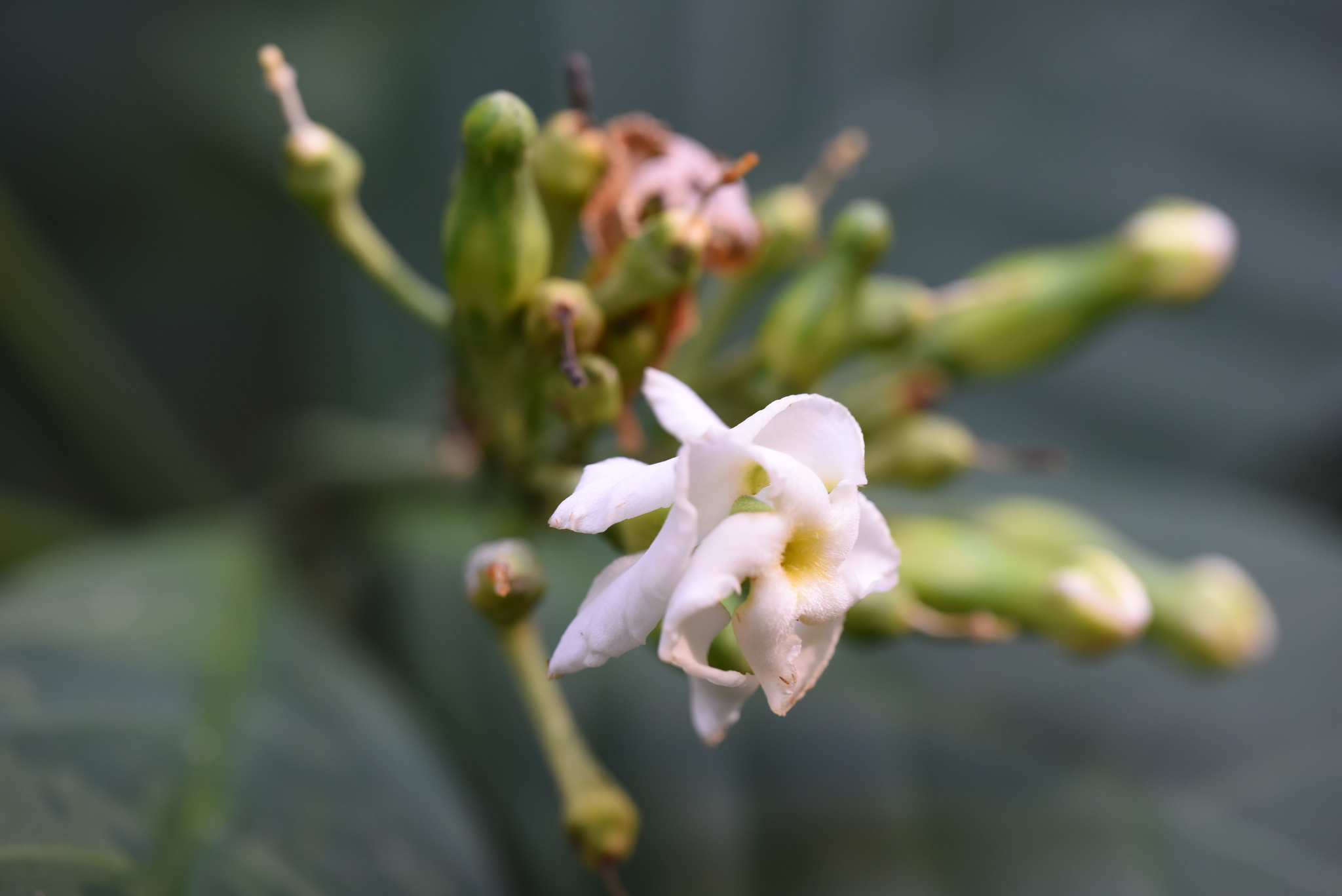 Tabernaemontana pachysiphon Stapf