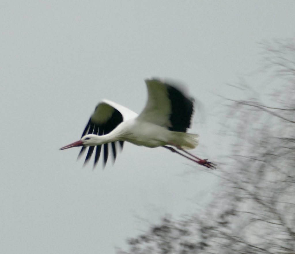White Stork from Wilgenweg, Groot-Ammers, South Holland, NL on December ...