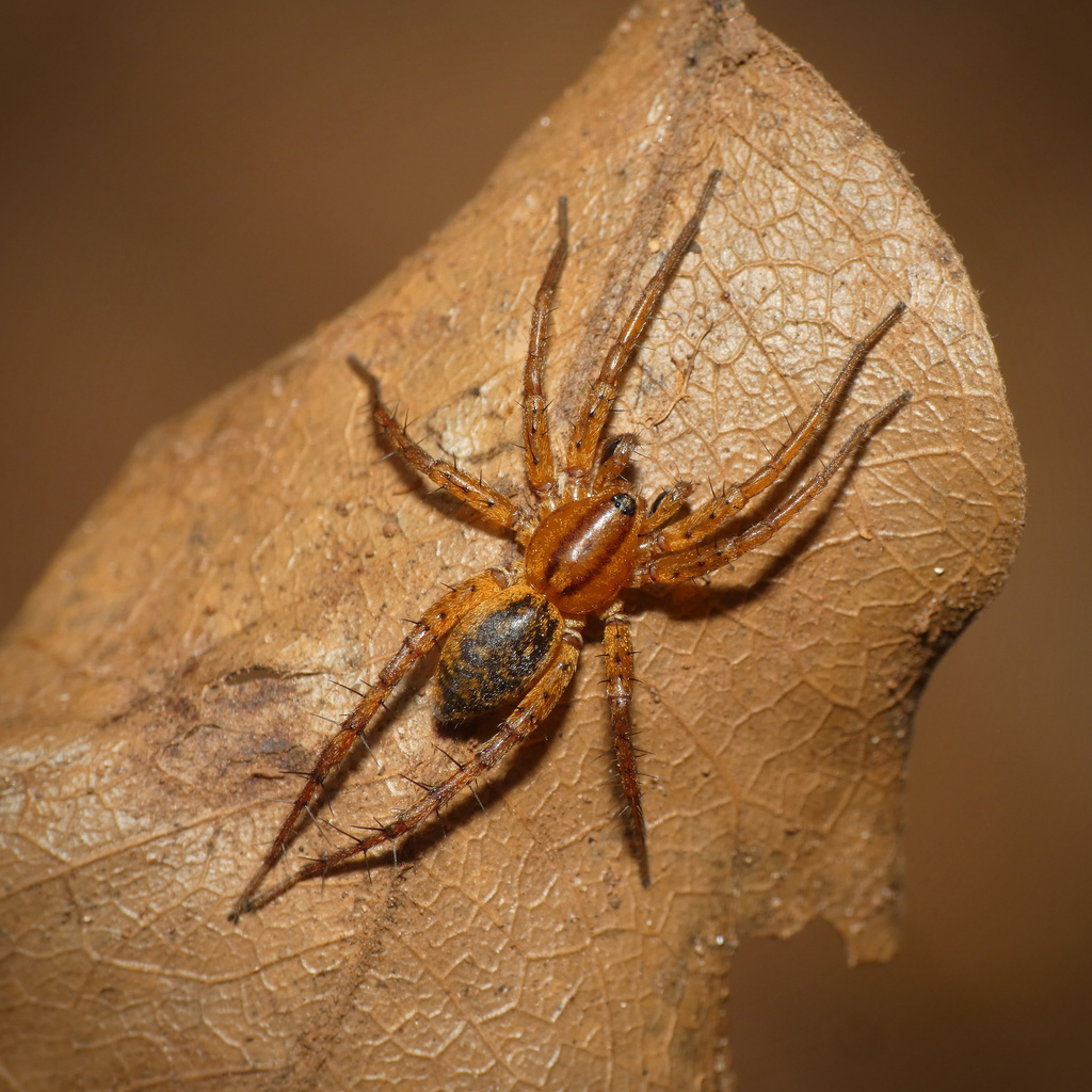 Copa Dark Sac Spider from Chisipite, Harare, Zimbabwe on December 13 ...