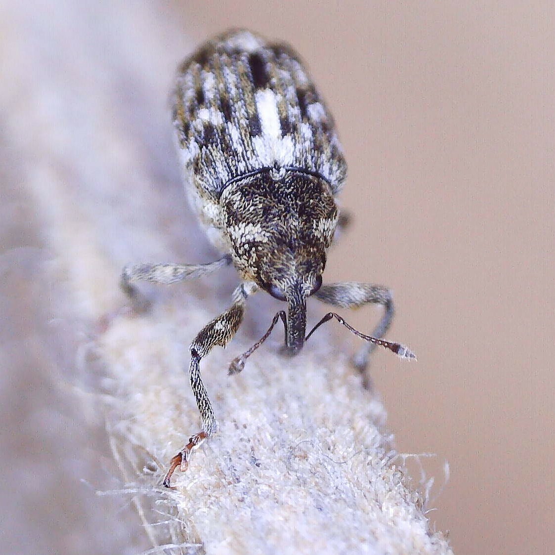 Datonychus H.Wagner, 1944