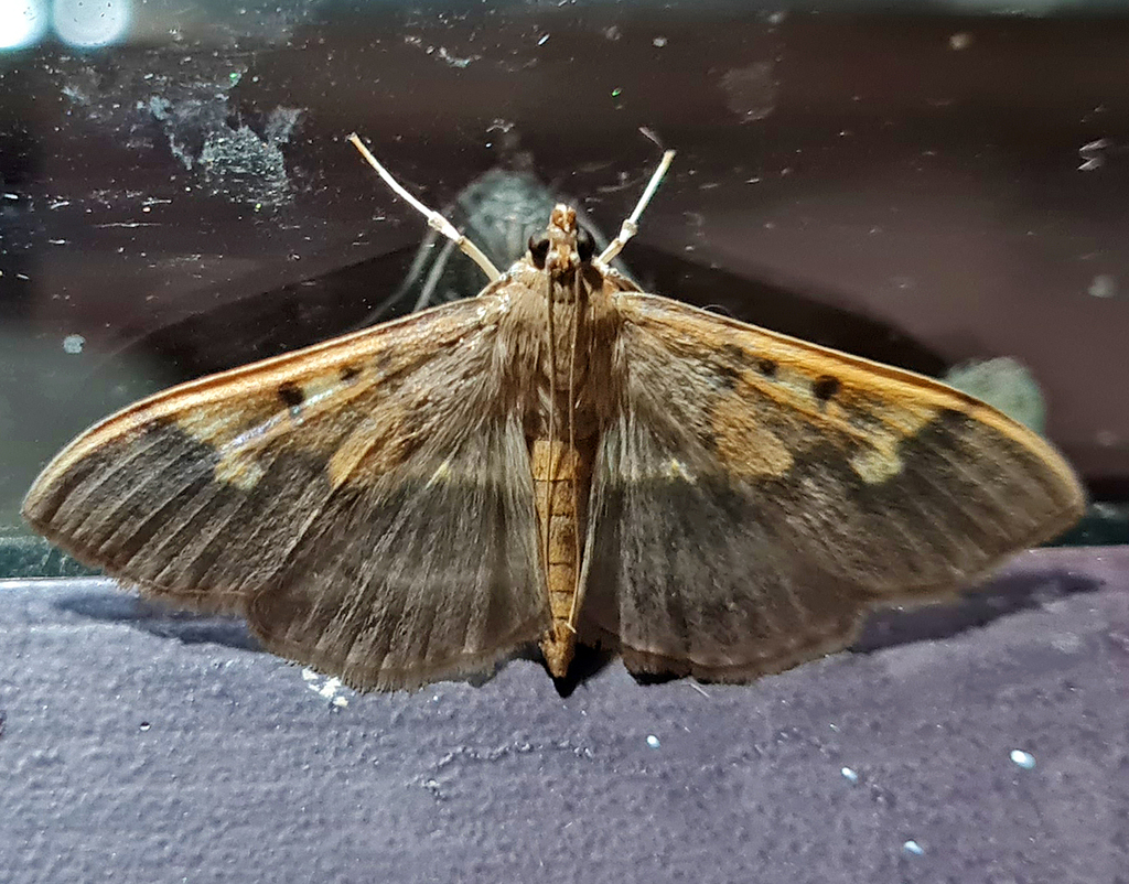 Patania costalis from Upper Sichey, Gangtok, Sikkim, India on June 03 ...