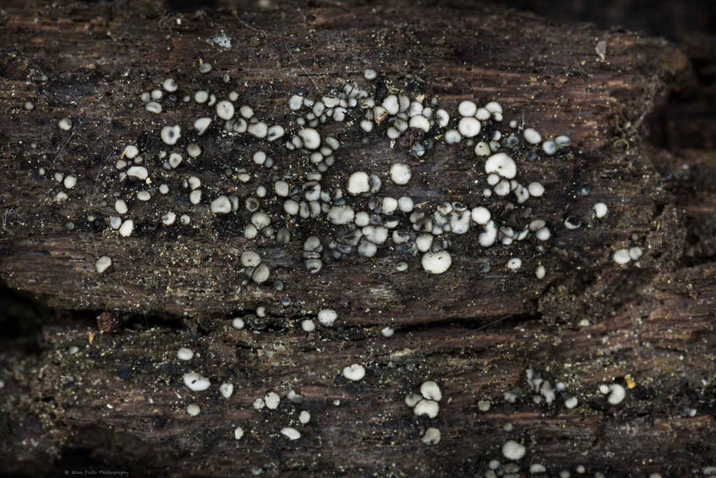 common grey disco from Jackson County, OR, USA on June 12, 2021 at 07: ...