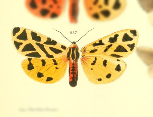 Preparctia allardi · iNaturalist