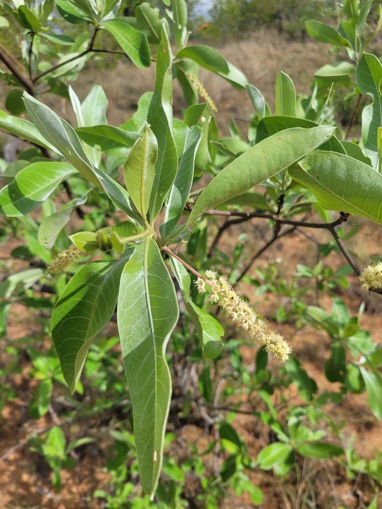 silver terminalia (Terminalia sericea) - Botanical Realm