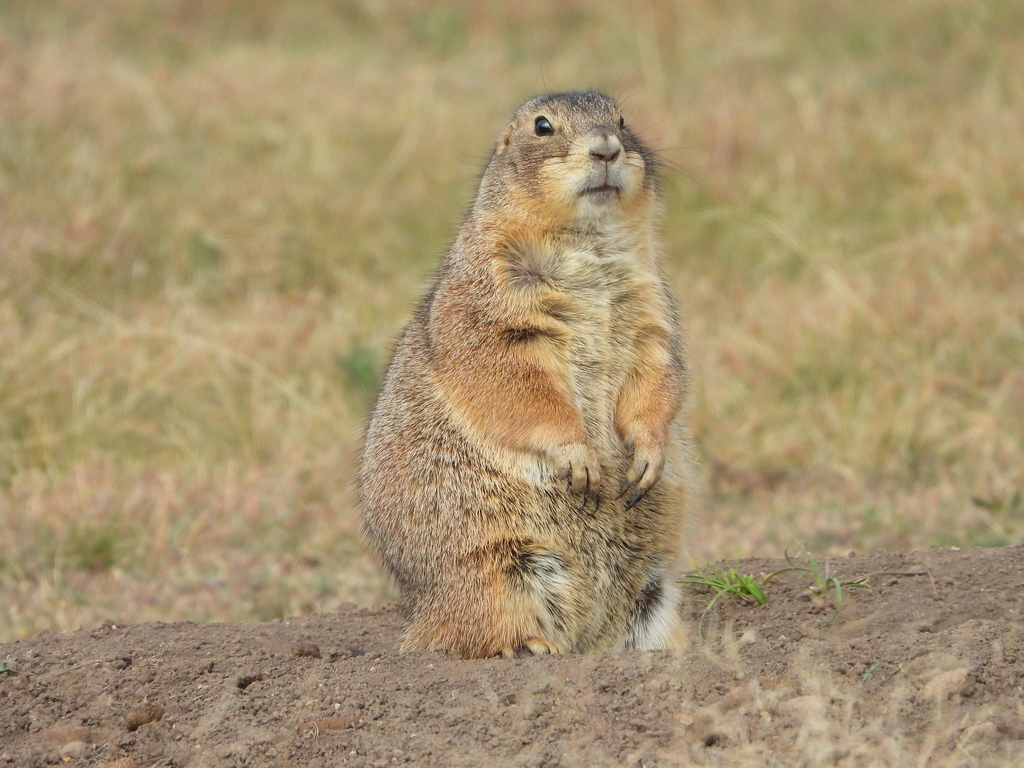 Black-tailed Prairie Dogs (Cynomys) - Know Your Mammals